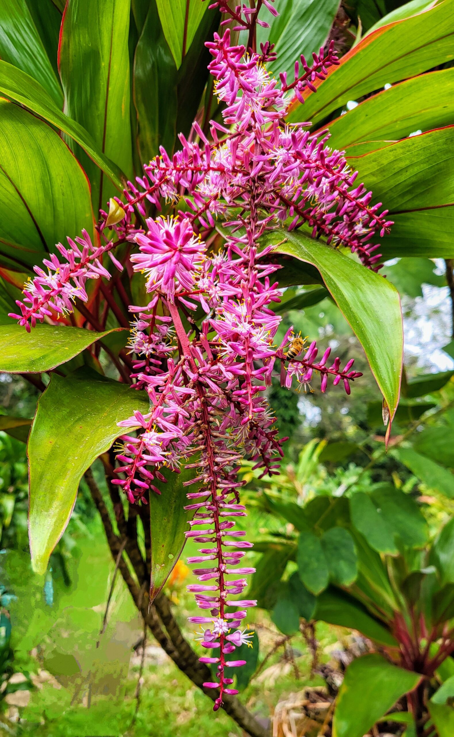 Photo of the Day: A bee on ti | News, Sports, Jobs - Maui News